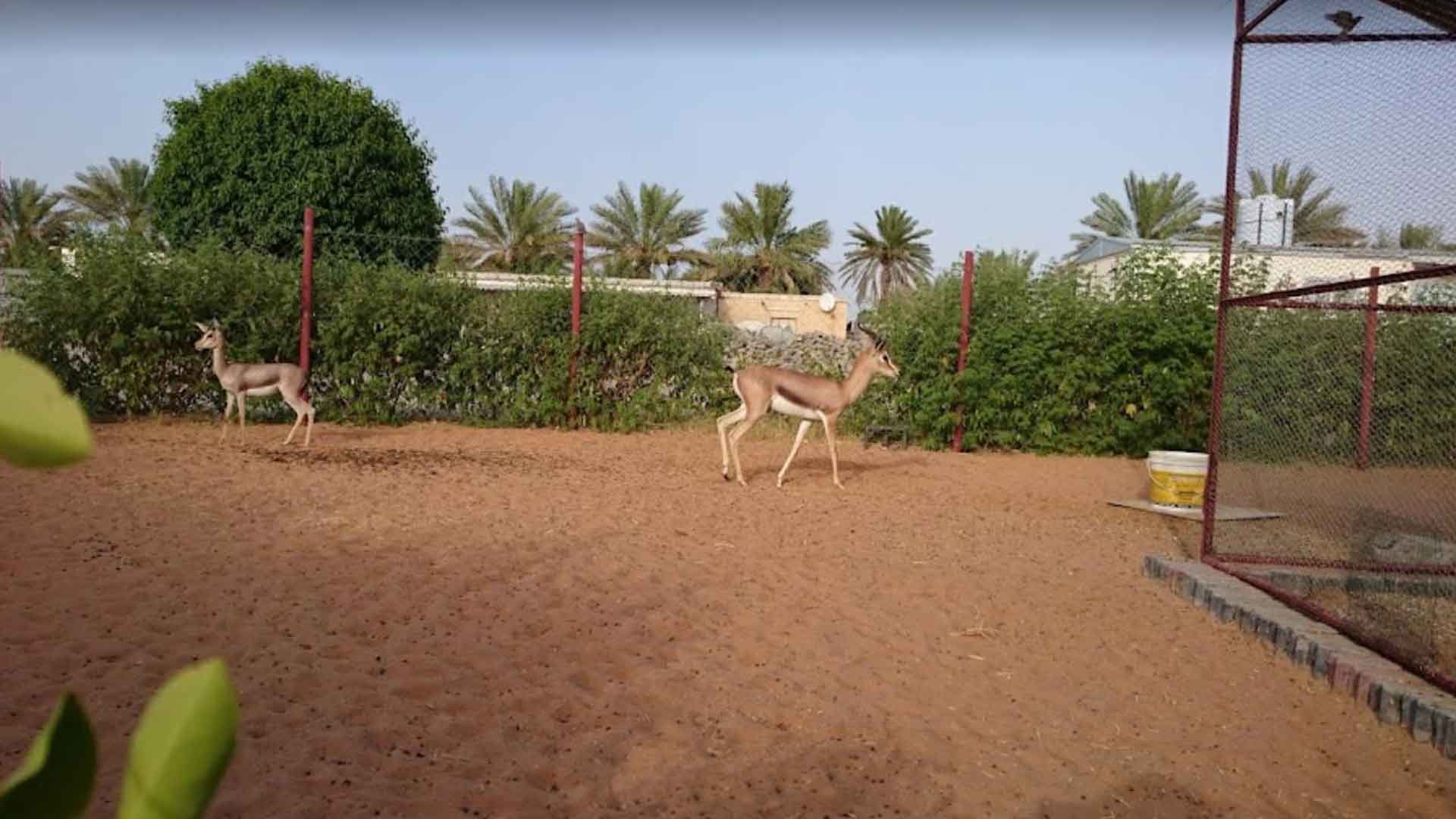 Um Ghaffa: lifestyle, property, infrastructure & attractions | Emirates ...